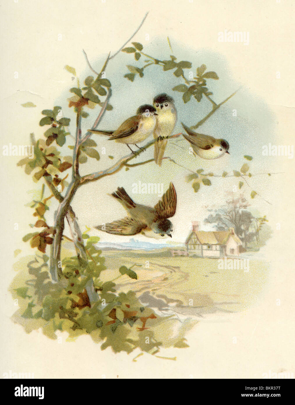 Images Of Birds Sitting On Trees Birds Sitting Tree Stock