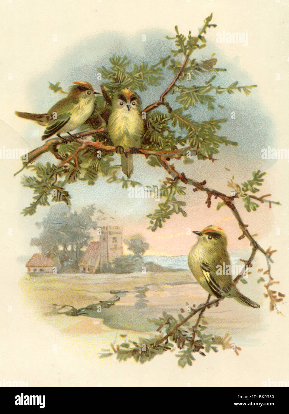 Birds sitting on the tree hi-res stock photography and images - Alamy