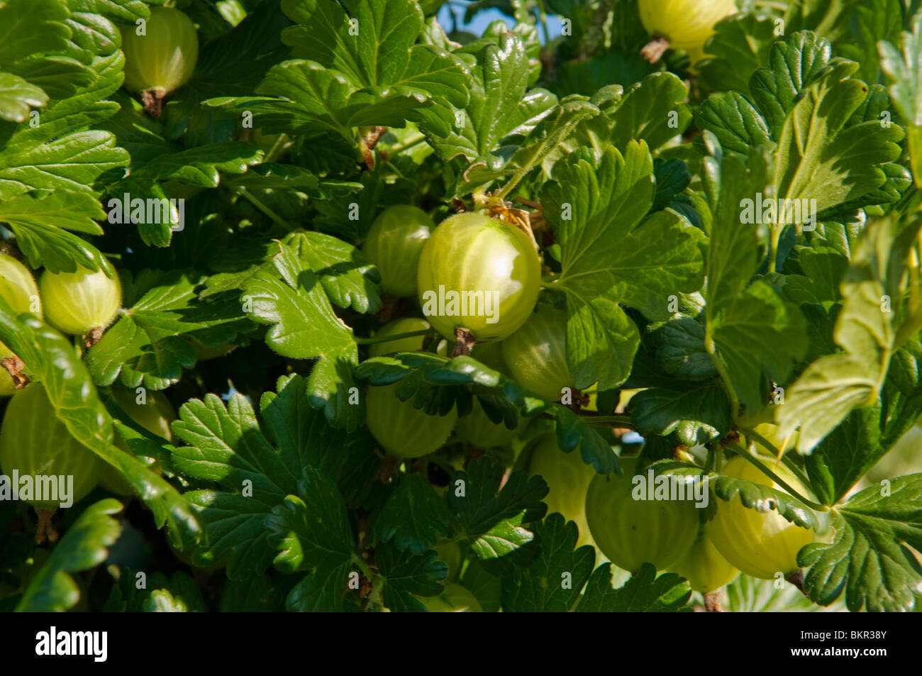 England. Gooseberry bush Stock Photo - Alamy