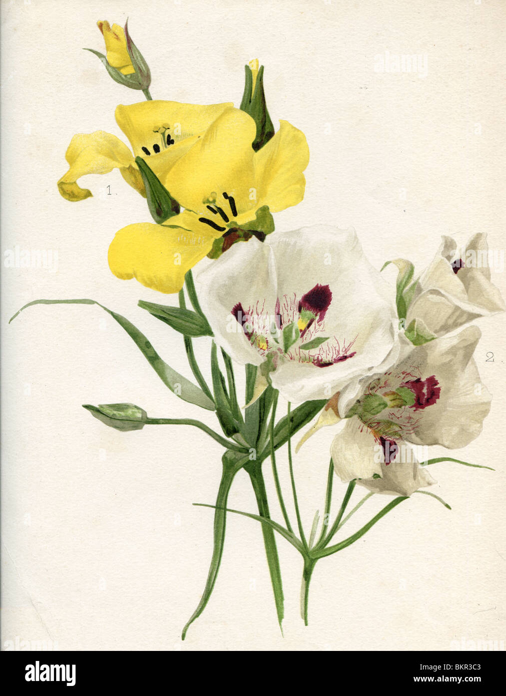 Calochortus Clavatus & C.Nitidus Stock Photo - Alamy