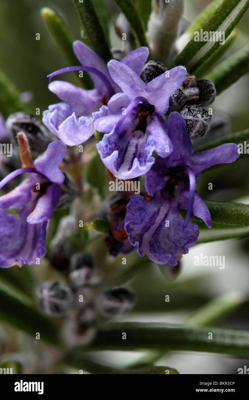 Rosemary Flower High Resolution Stock Photography and Images - Alamy