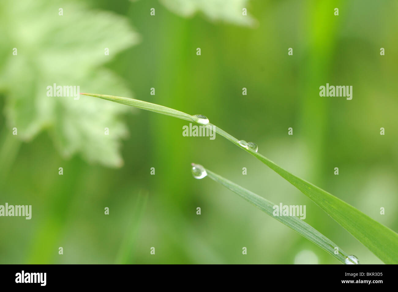 Raindrops on grass Stock Photo - Alamy