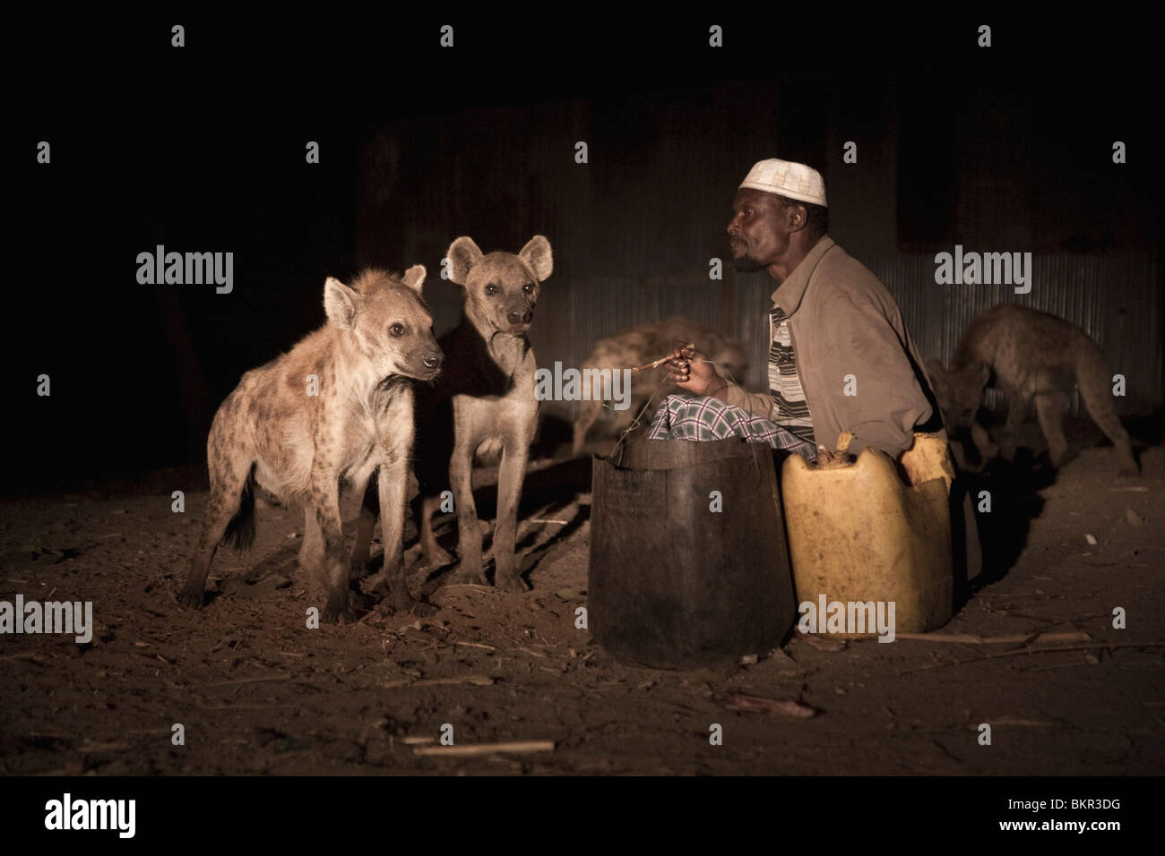 Ethiopia, Harar. Mulugeta Wolde Mariam, the hyena man of Harar feeds ...