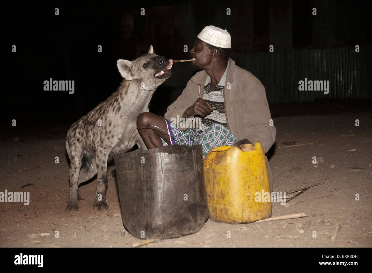 Ethiopia, Harar. Mulugeta Wolde Mariam, the hyena man of Harar feeds ...