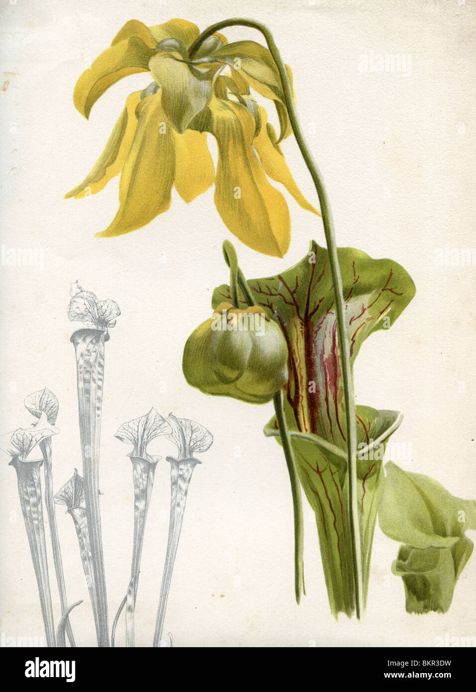 Sarracenia flower hi-res stock photography and images - Alamy
