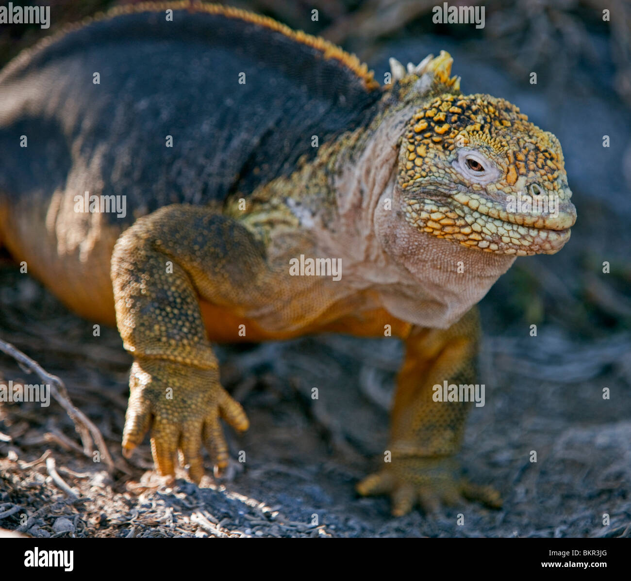 Land Iguana Of South America High Resolution Stock Photography and ...