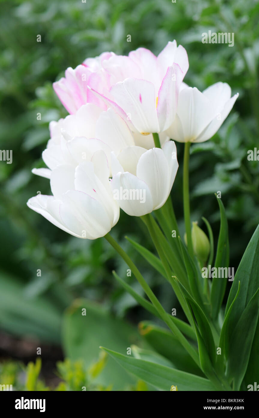 Multistemmed hi-res stock photography and images - Alamy