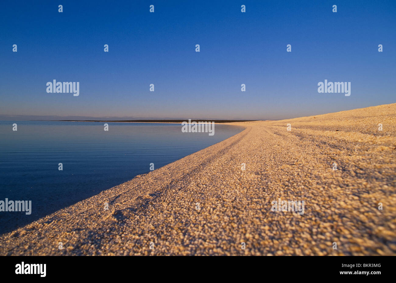 West - Shark Bay - Shell Beach Stock Photo - Alamy
