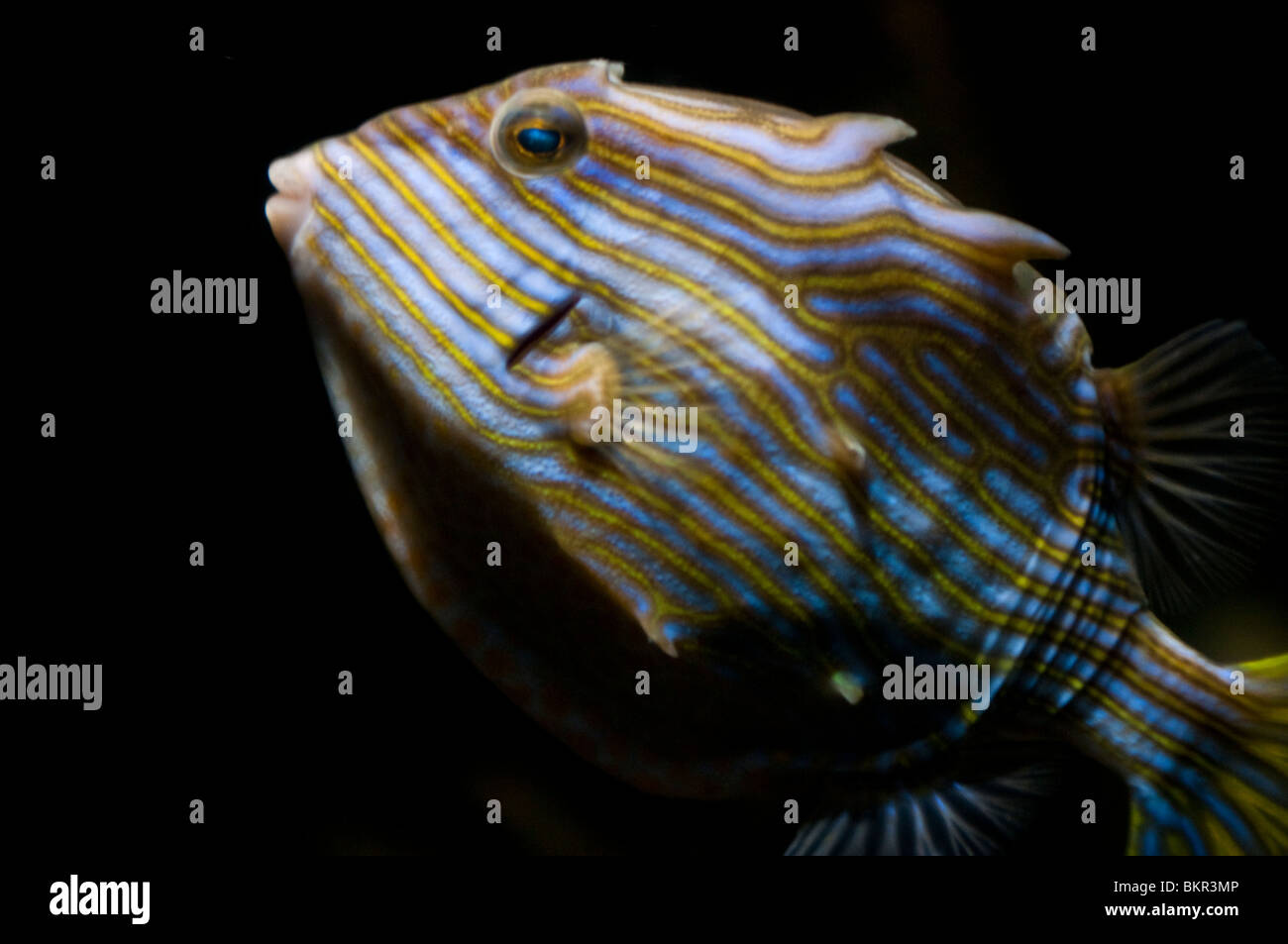 Female Shaw's cowfish, Aracana aurita, Sydney Aquarium, Sydney ...