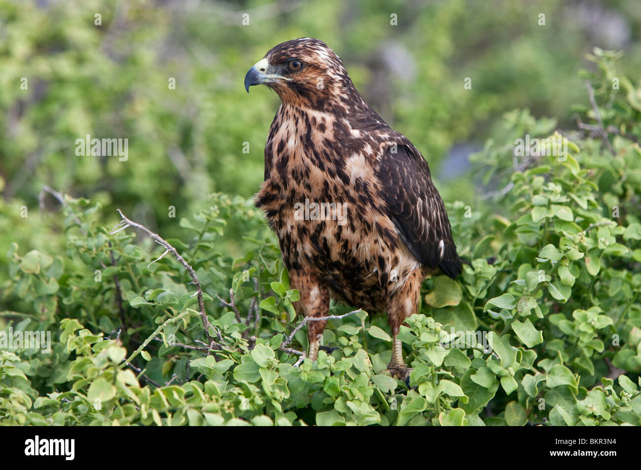 Galapagos Islands, A juvenile Galapagos hawk at Punta Suarez Stock ...