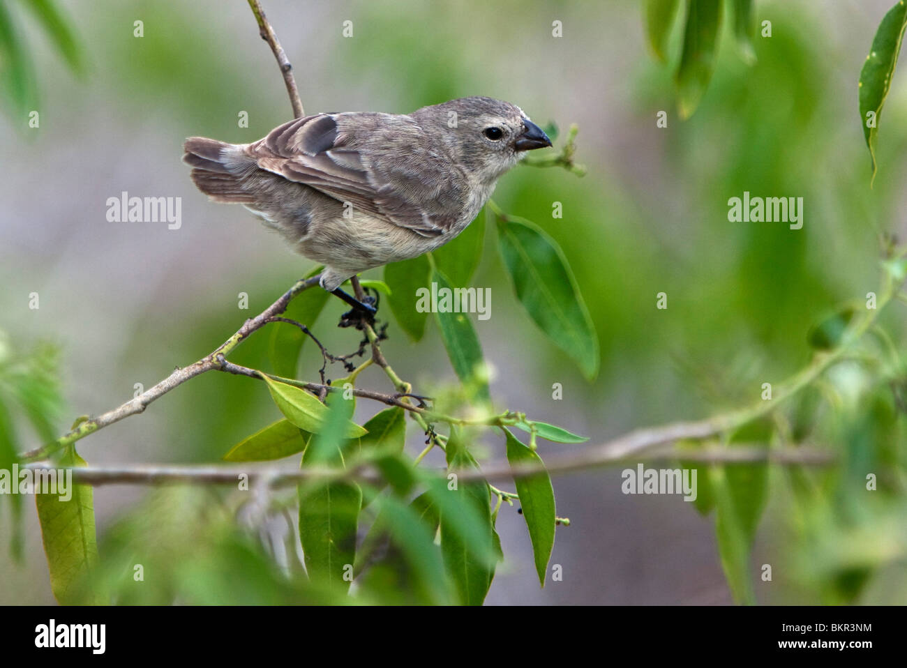 Galapagos Islands, A medium tree finch which is endemic to Floreana ...