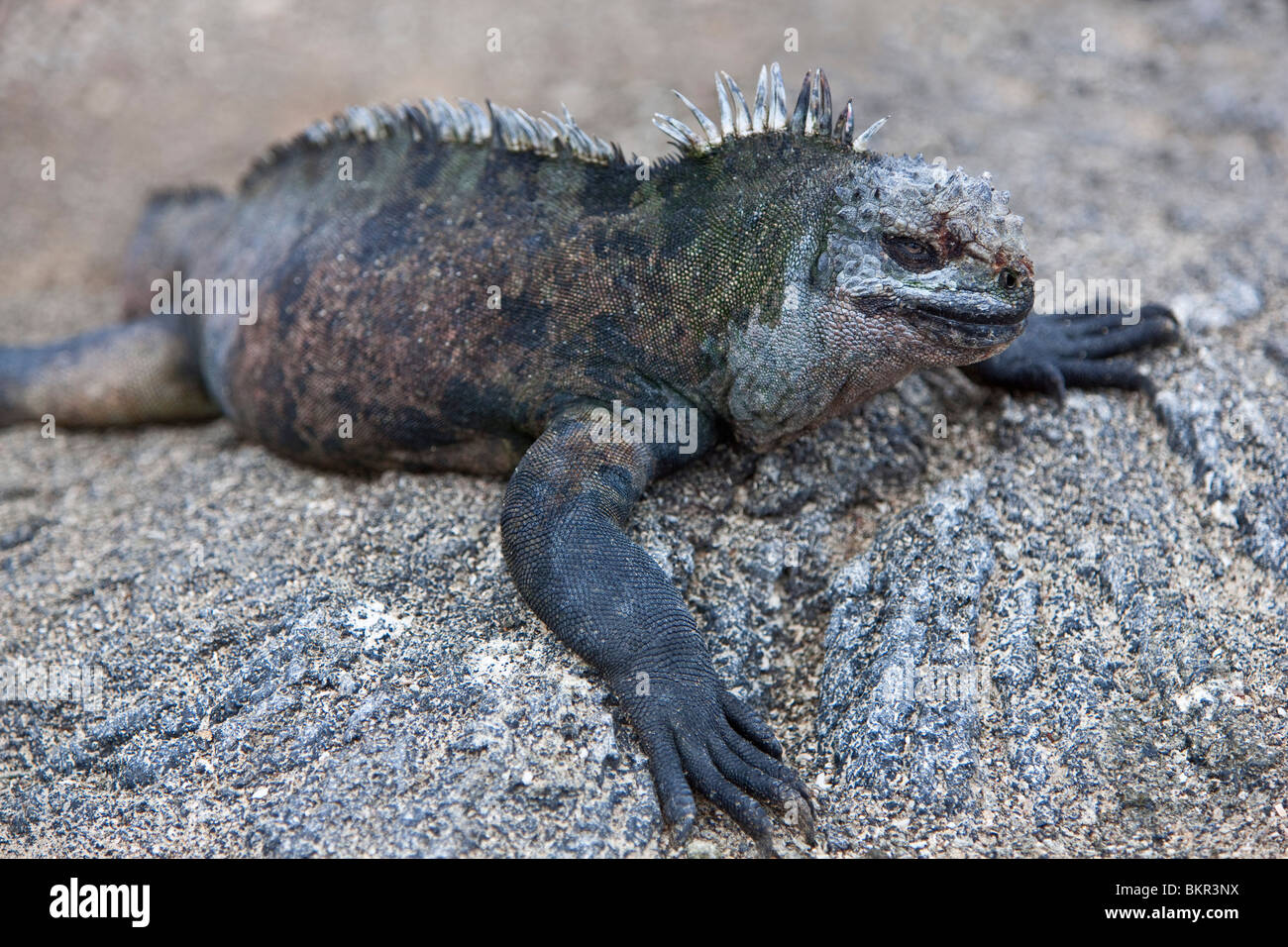 Marine iguanas on galapagos islands hi-res stock photography and images ...