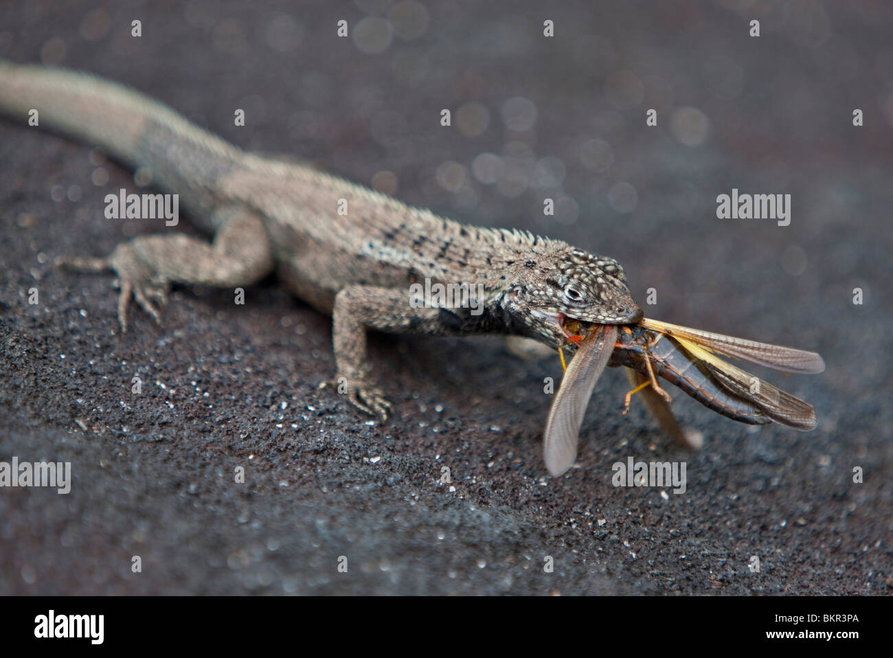 Locust galapagos hi-res stock photography and images - Alamy