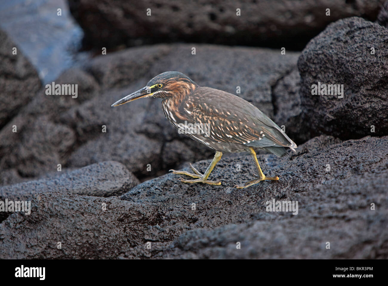 Galapagos Islands, A striated heron on lava rocks on Fernandina island ...