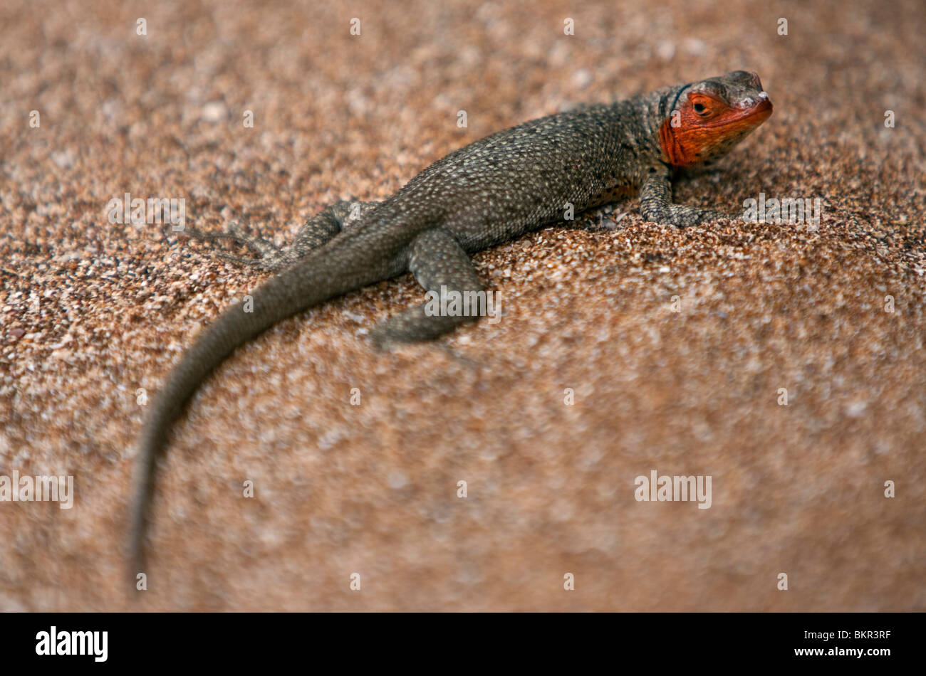 Galapagos Islands, A female lava lizard on Bartolome Island identified ...