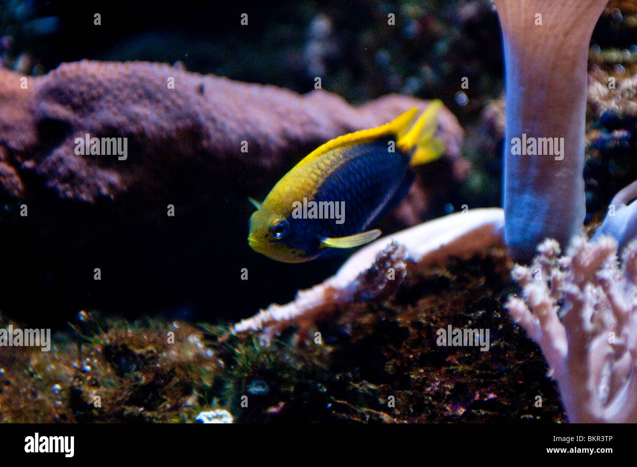 Australian reef fish hi-res stock photography and images - Alamy