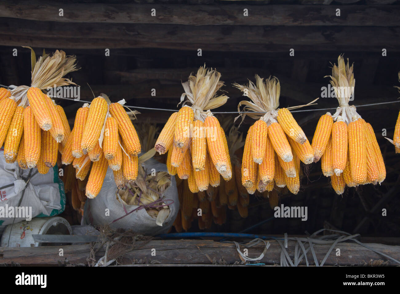 Corn hung out to dry in bundles in farmer's barn in Sichuan in China ...