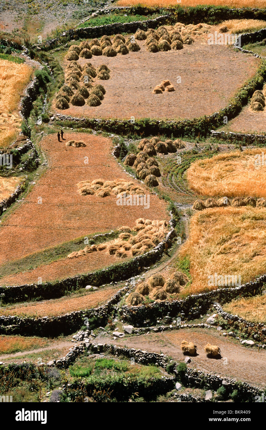 Indus valley farming hi-res stock photography and images - Alamy