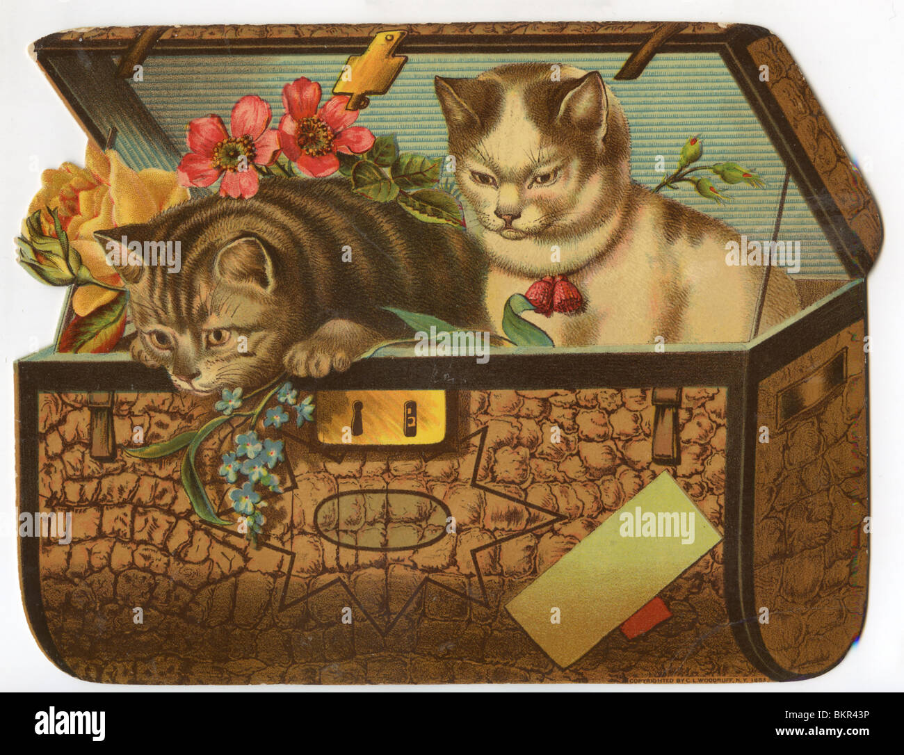 Archival cats hi-res stock photography and images - Alamy