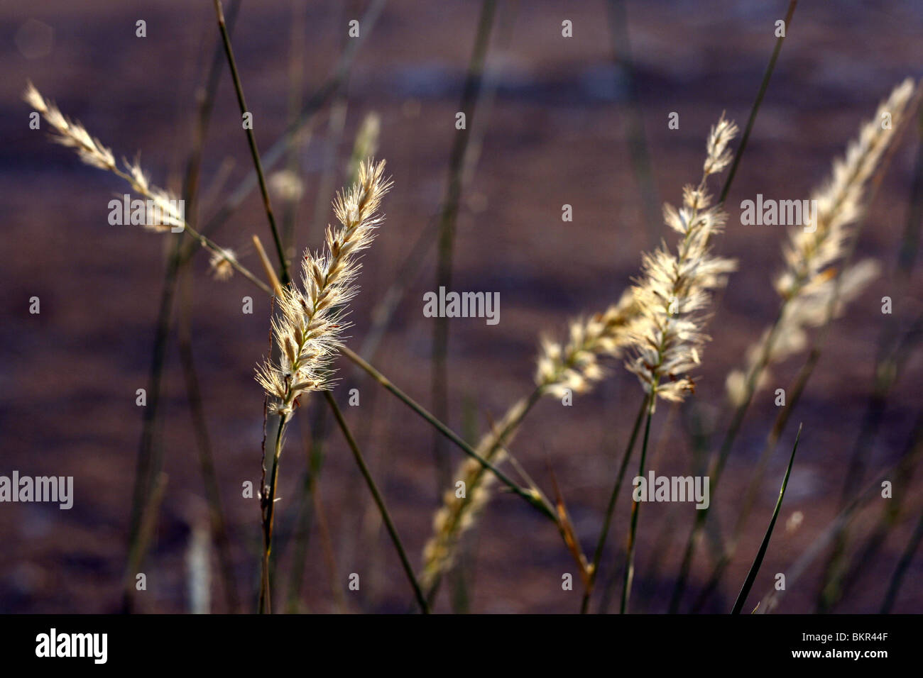 A clump of wispy grass in Muscat, Oman Stock Photo - Alamy