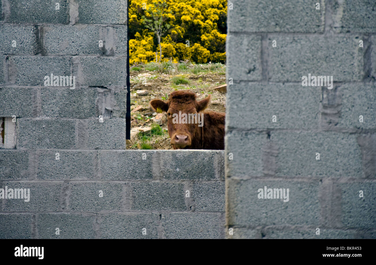 Cow looks through the window of an unfinished home in rural Ireland ...