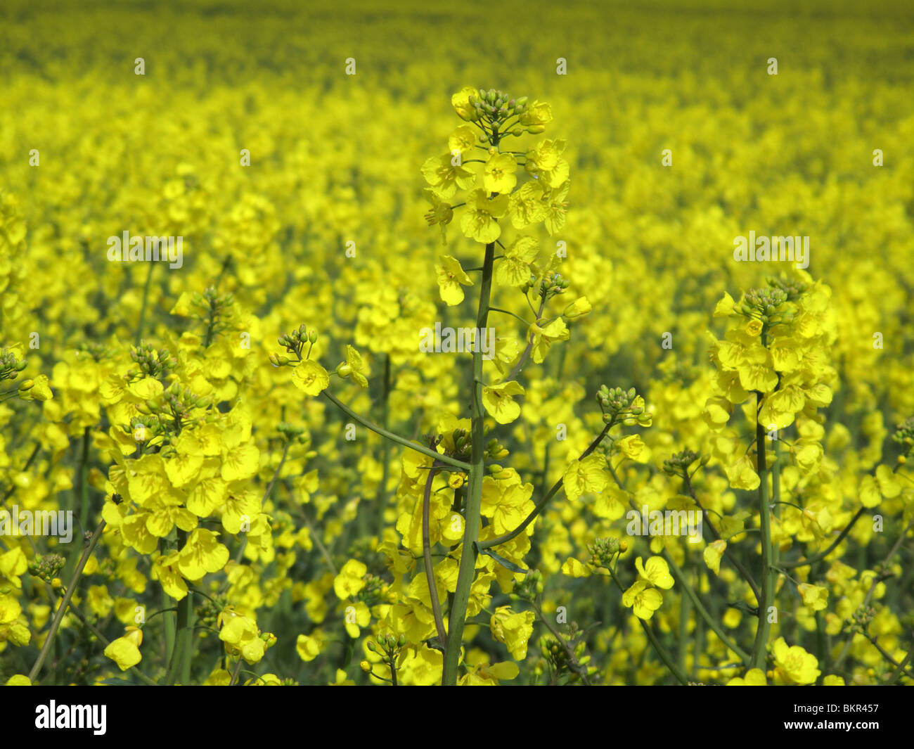 Rapeseed biodiesel hi-res stock photography and images - Alamy