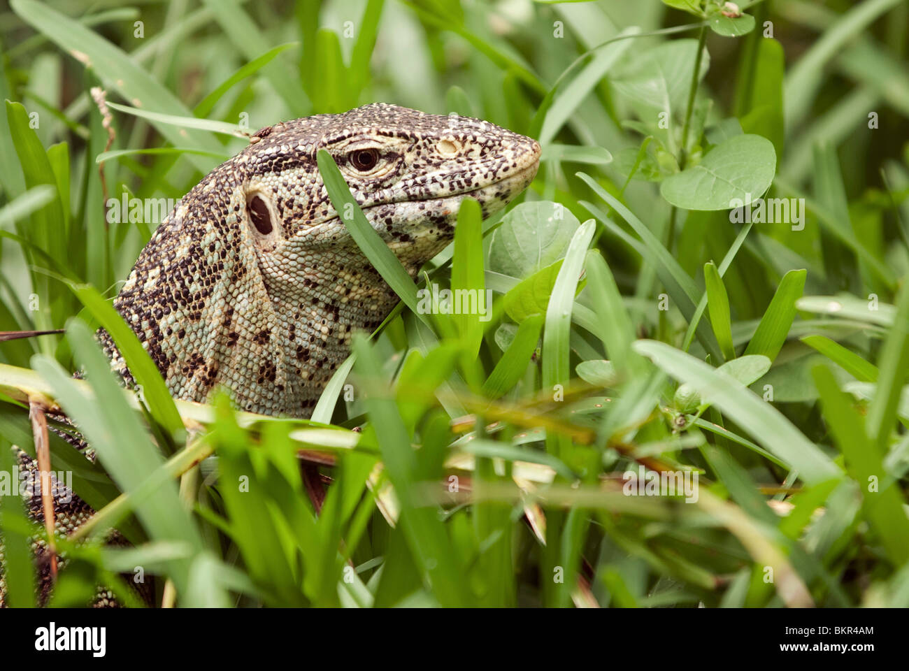 Lizard, Haller Wildlife Park, Mombasa, Kenya Stock Photo - Alamy