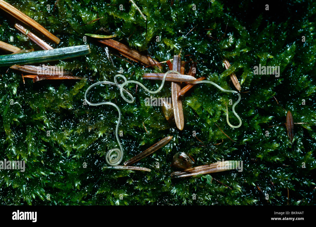 Roundworm (Mermis sp.: Nematoda). Female above ground in damp ...