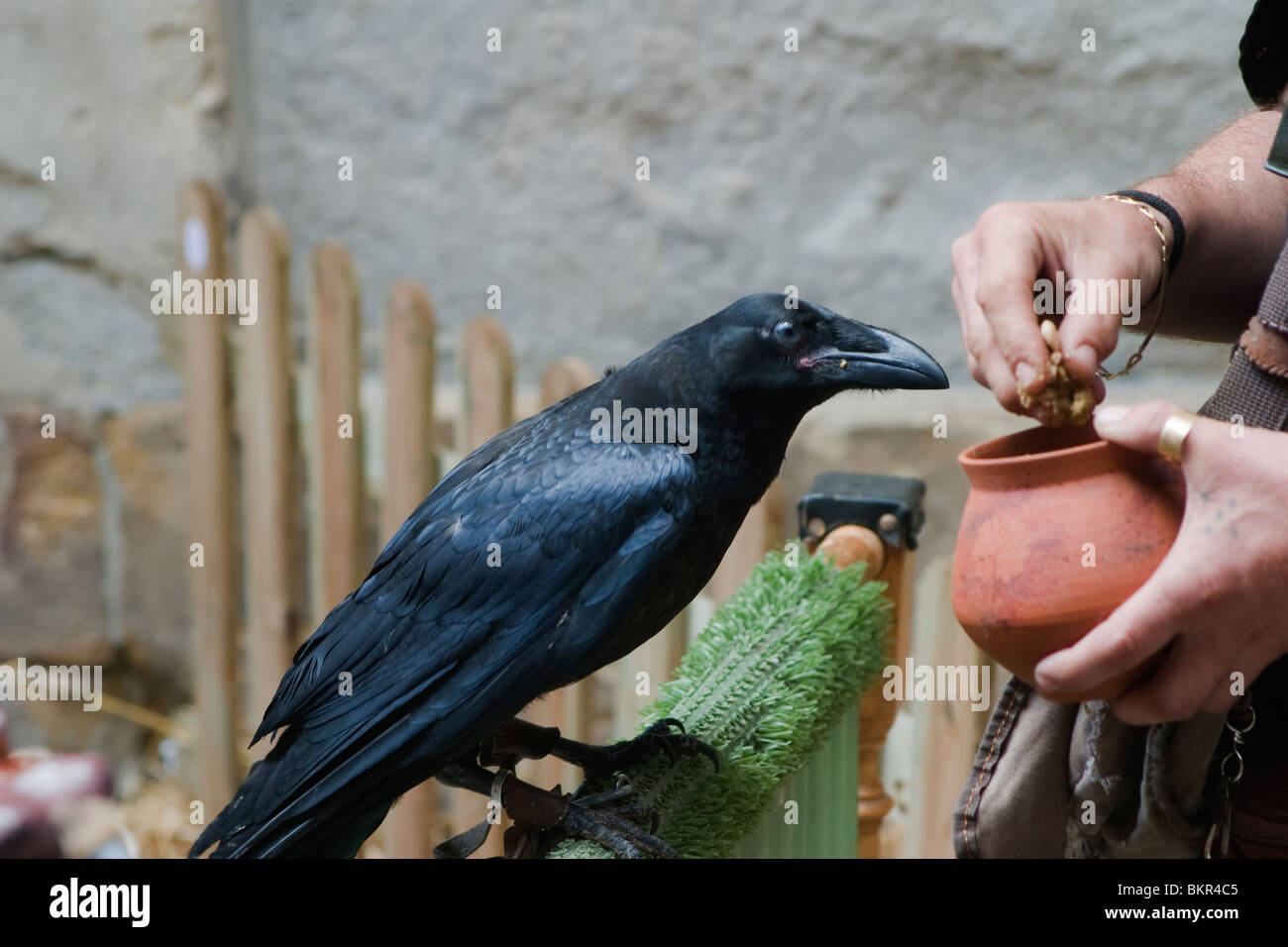 Medieval zoo hi-res stock photography and images - Alamy