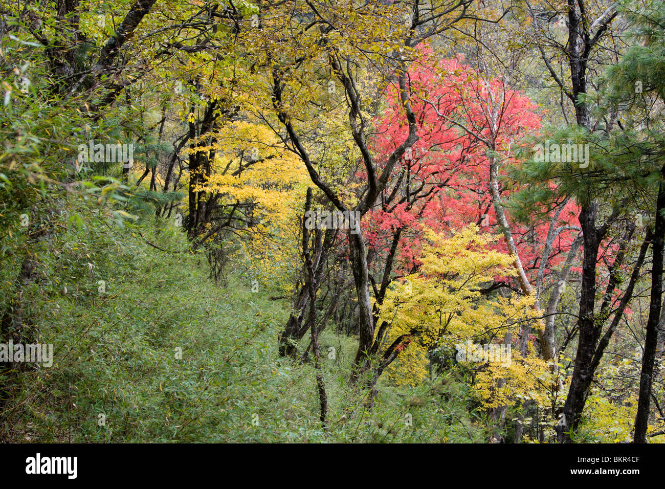 Decidious trees in bright russet leaf autumn colours and an understorey ...