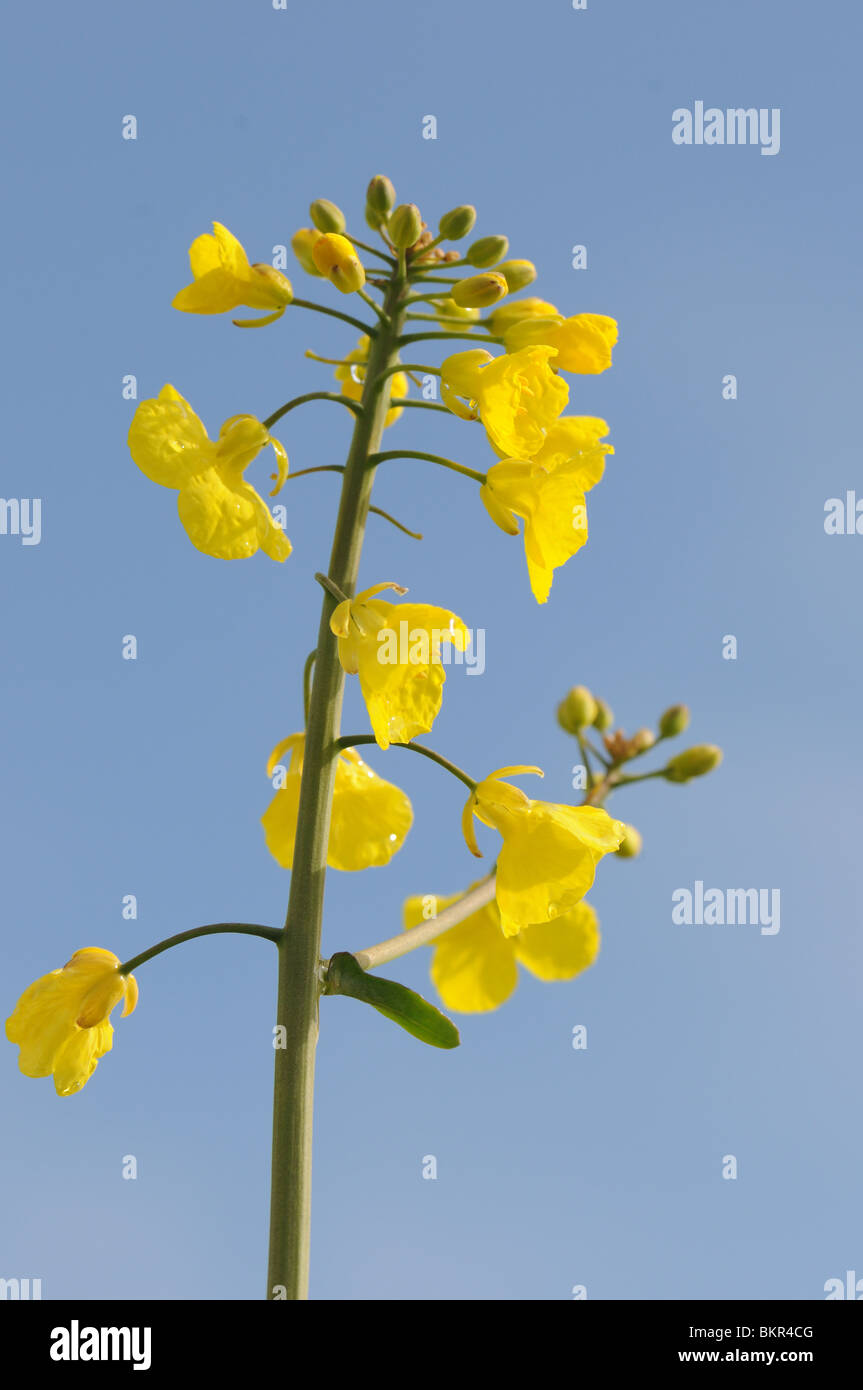 Canola flowers hi-res stock photography and images - Alamy