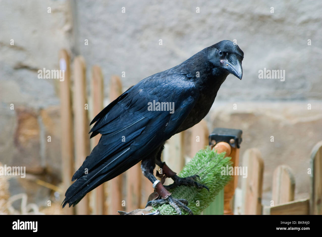 Medieval zoo hi-res stock photography and images - Alamy