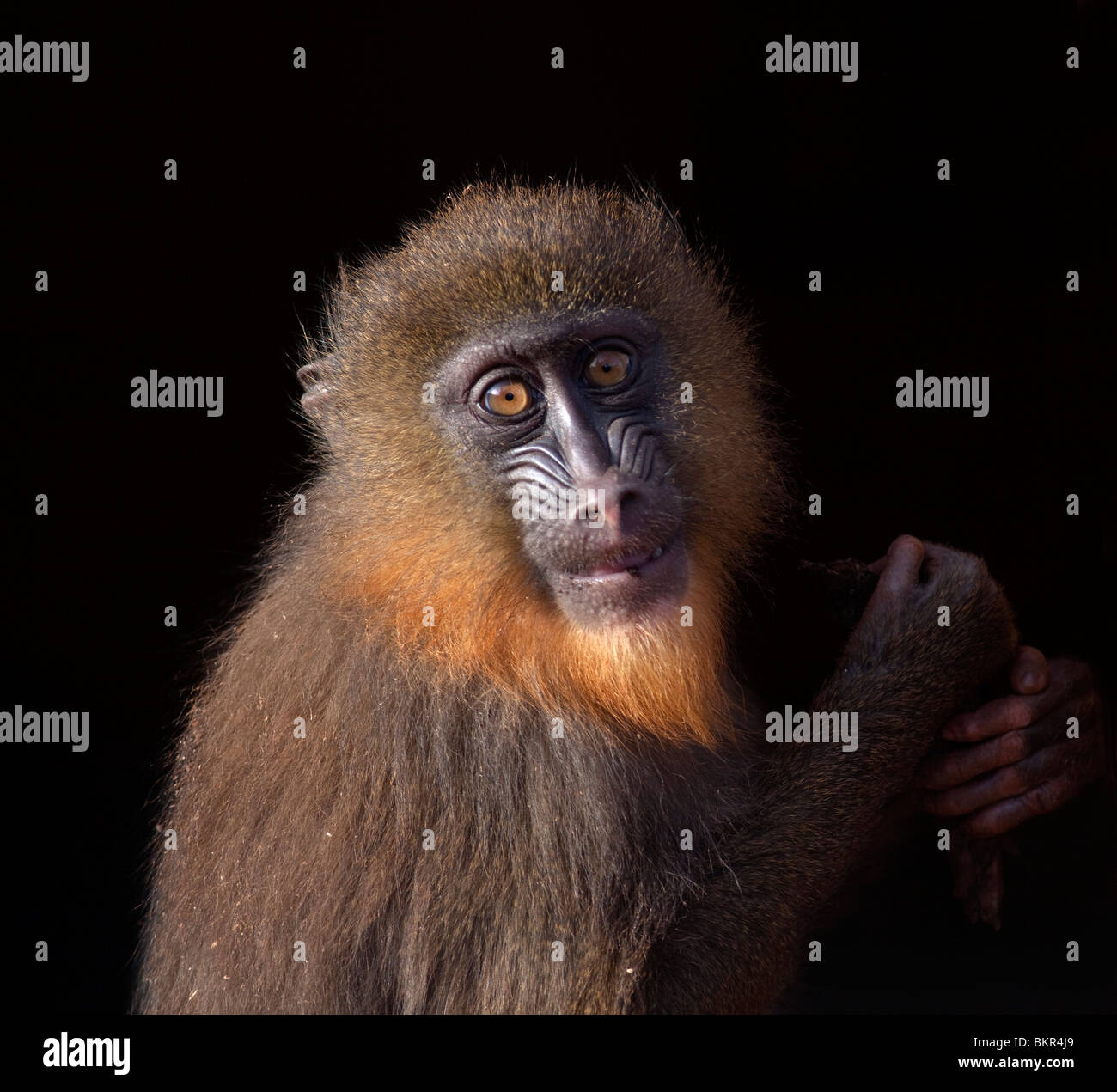 Mandrill monkey behavior hi-res stock photography and images - Alamy