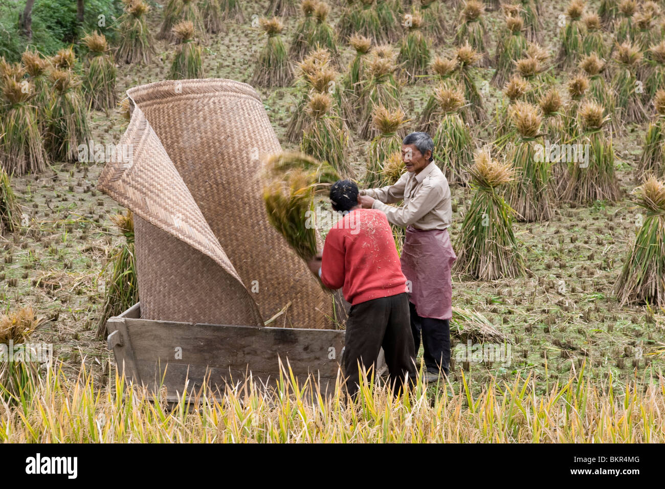 Rice threshing china hi-res stock photography and images - Alamy