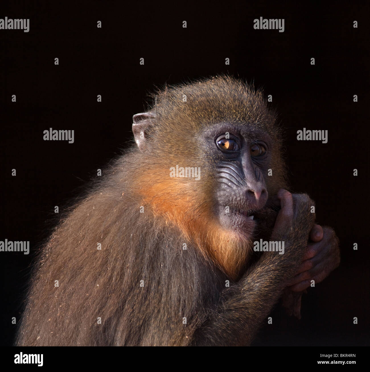 Mandrill teeth hi-res stock photography and images - Alamy