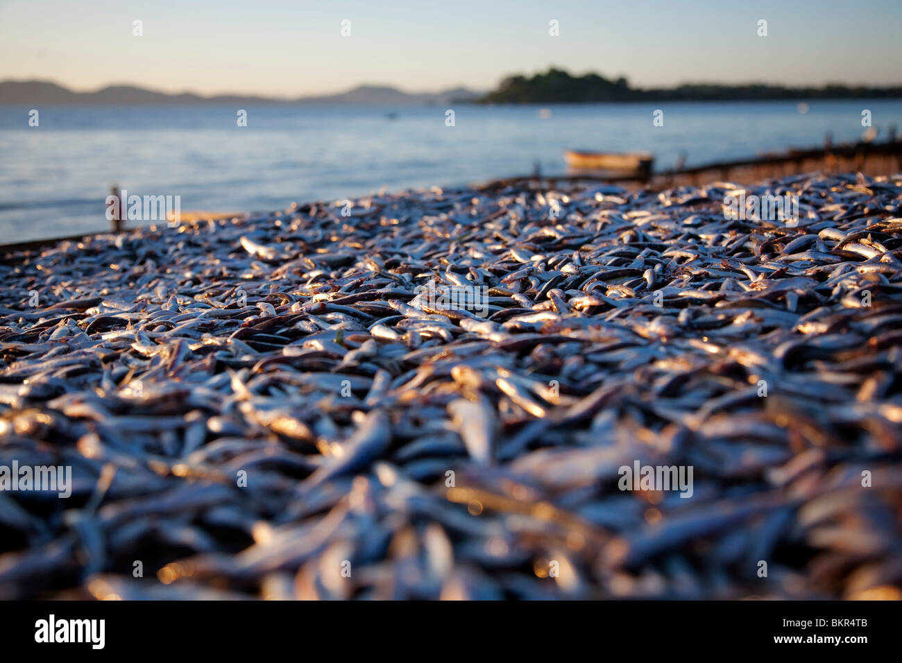 Monkey bay beach hi-res stock photography and images - Alamy