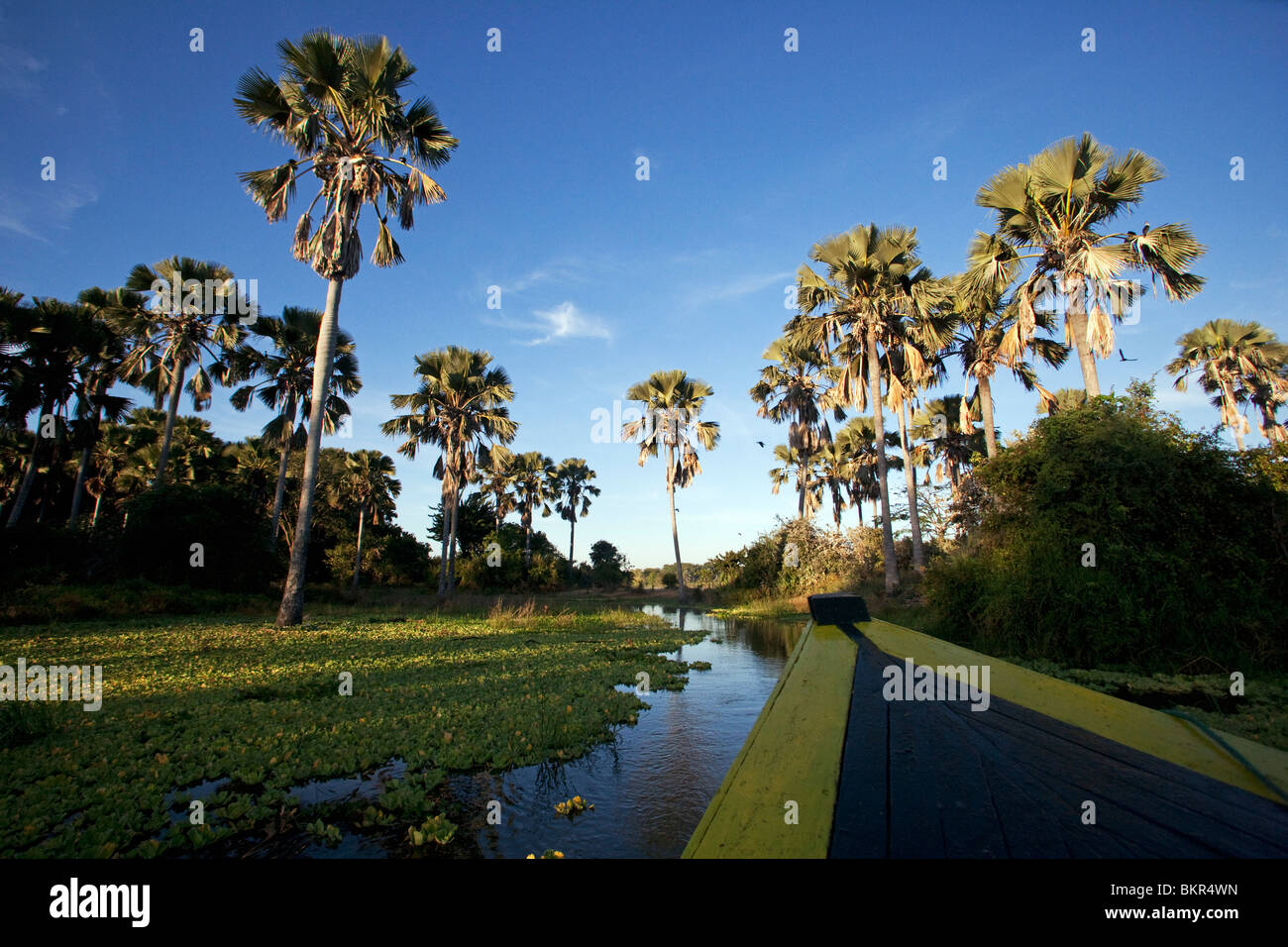 Malawi, Upper Shire Valley, Liwonde National Park. The bows of a safari ...