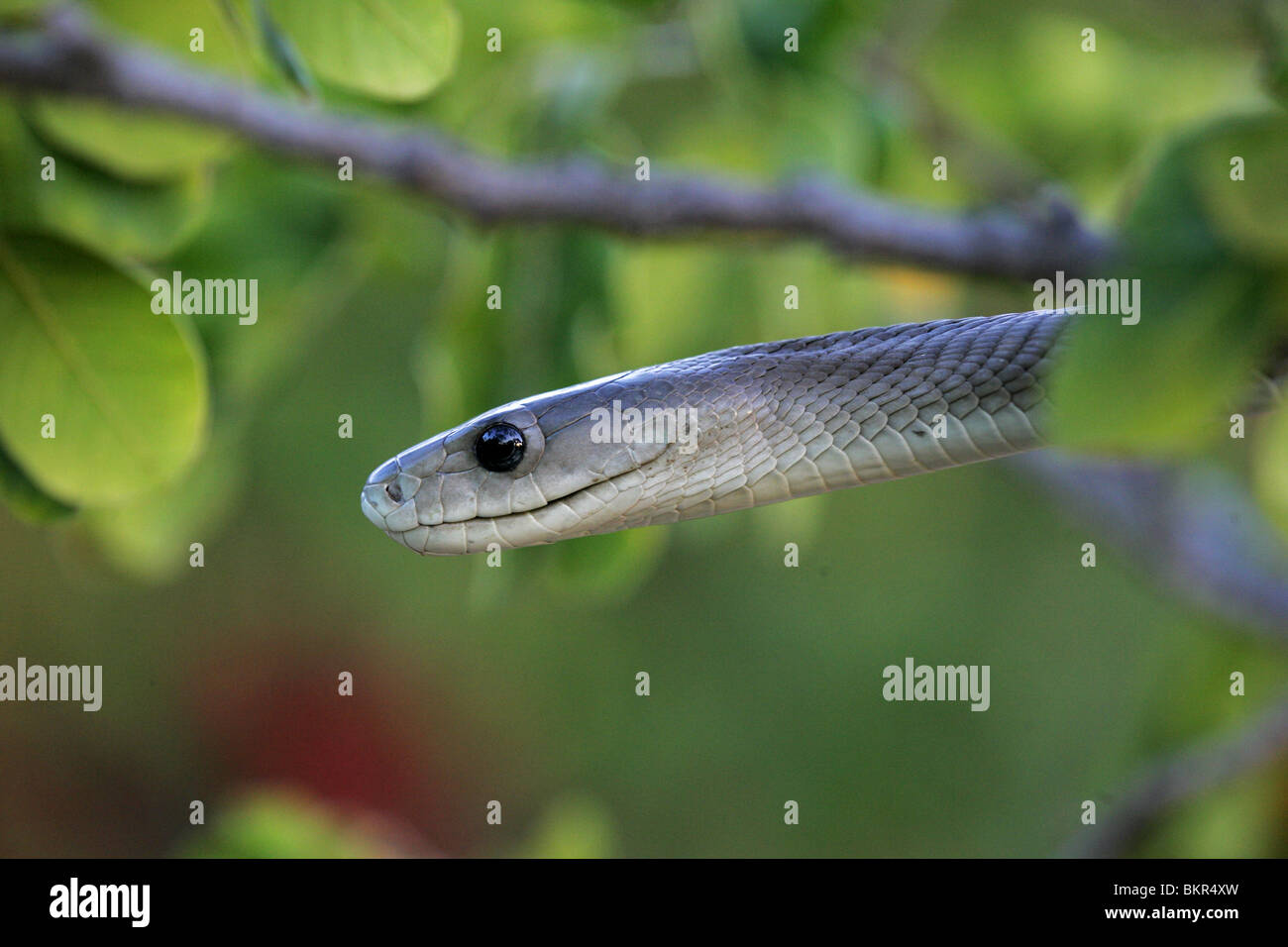Black mamba snake hi-res stock photography and images - Alamy