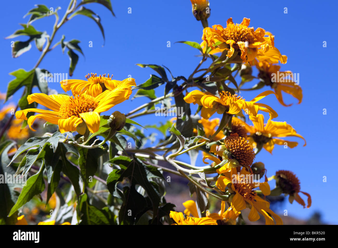 Malawi, Zomba. High on the Zomba Plateau the gardens of the historic Ku ...