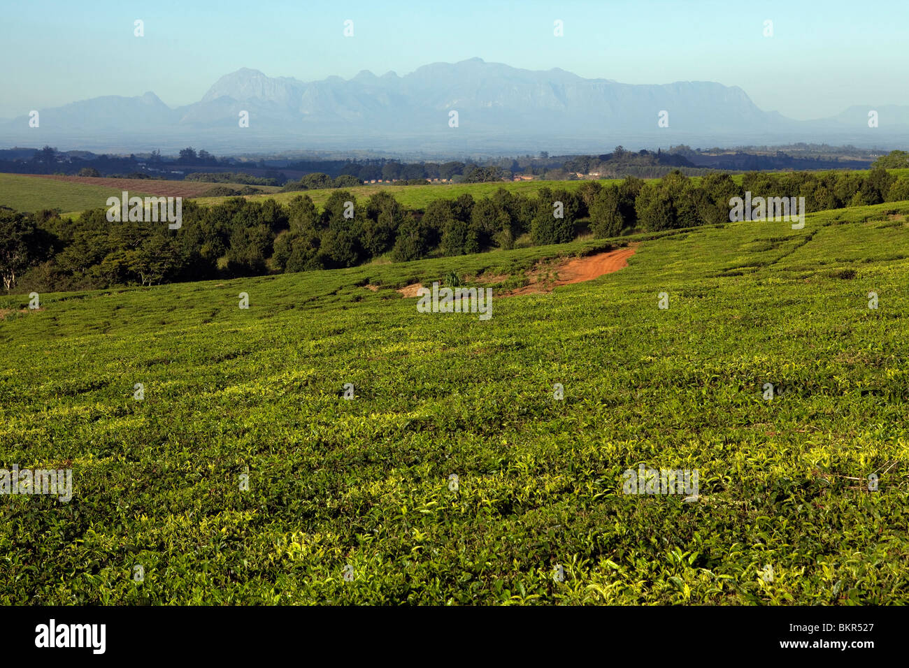 Malawi, Blantyre. Southern Malawis famous tea plantations in the area ...