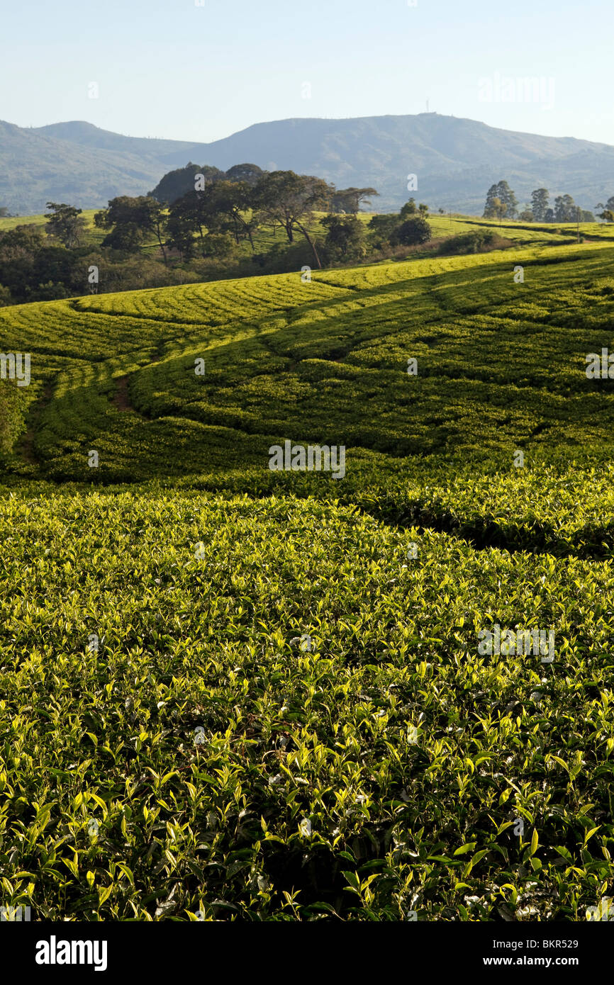 Malawi, Blantyre. Southern Malawis famous tea plantations in the area ...