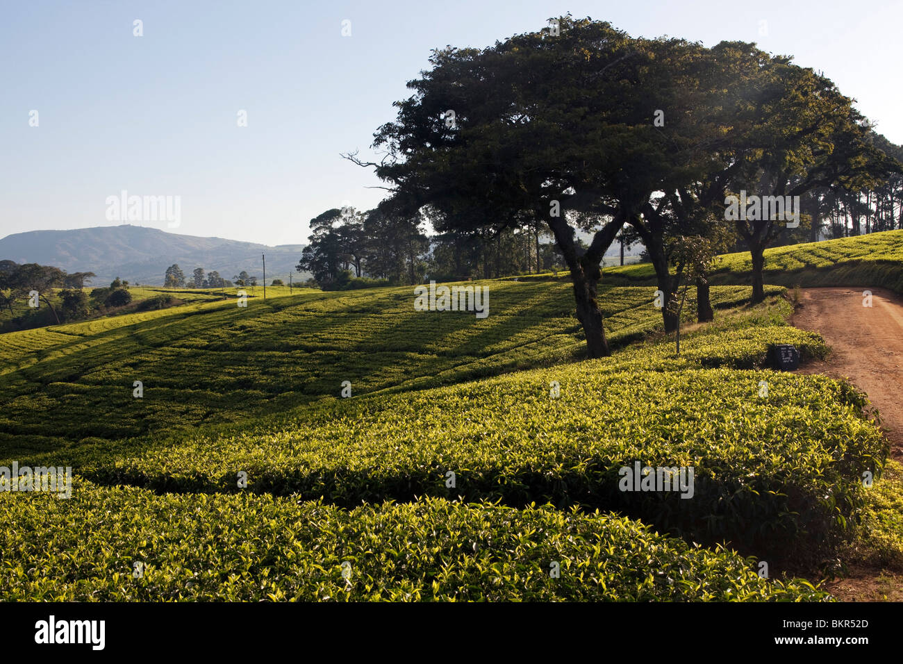 Malawi, Blantyre. Southern Malawis famous tea plantations in the area ...