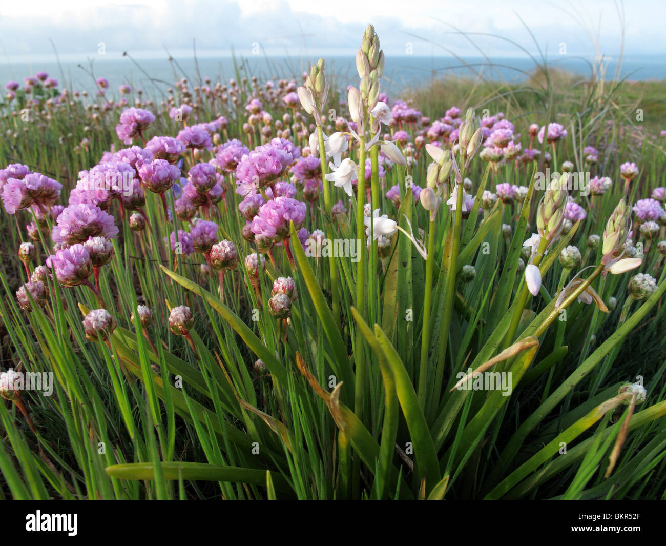 Coastal flowers hi-res stock photography and images - Alamy