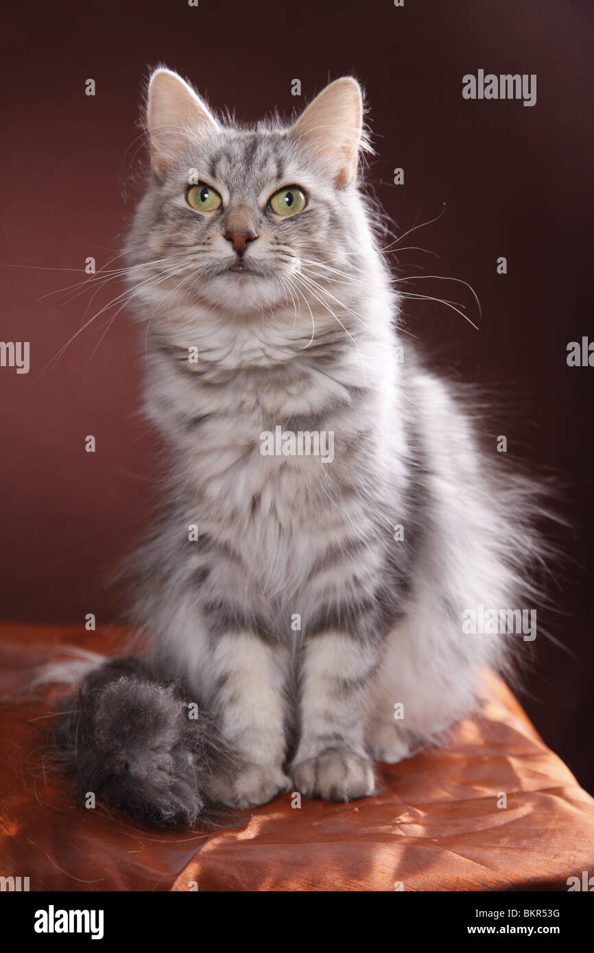 Long haired silver tabby cat hi-res stock photography and images - Alamy