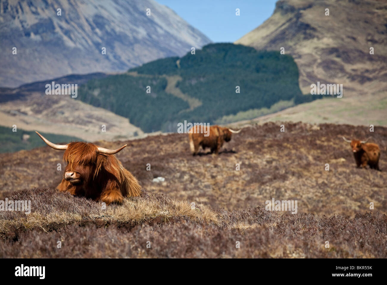 Kyloe cattle hi-res stock photography and images - Alamy