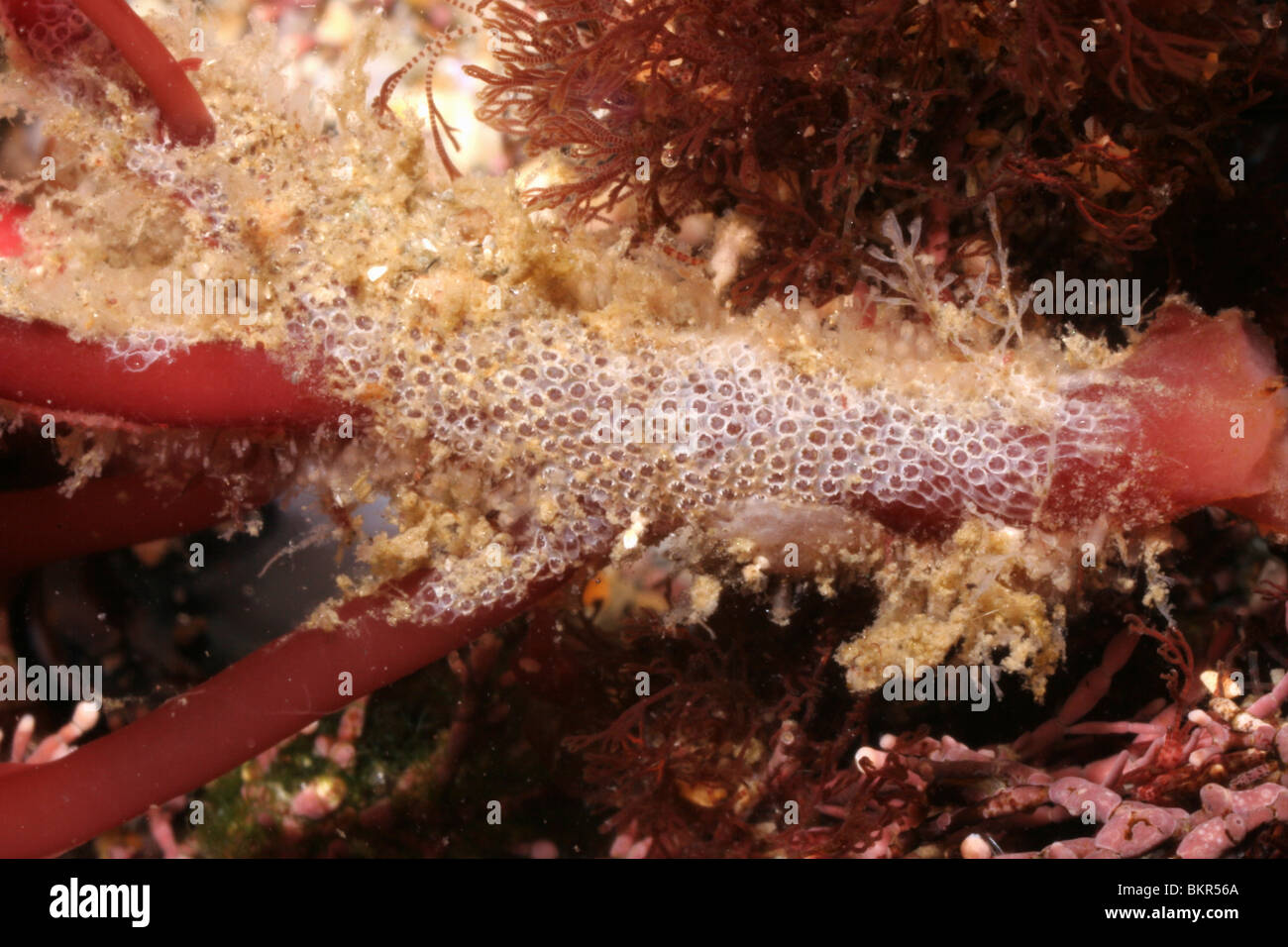 Bryozoa or bryozoan hi-res stock photography and images - Alamy