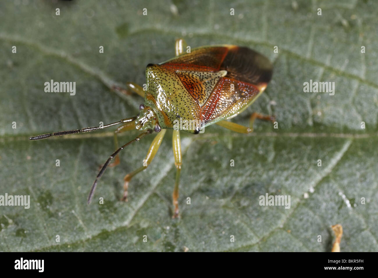 Birch Shield Bug, Elasmostethus interstinctus Stock Photo - Alamy
