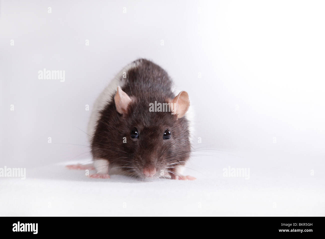 Ratte / rat Stock Photo - Alamy