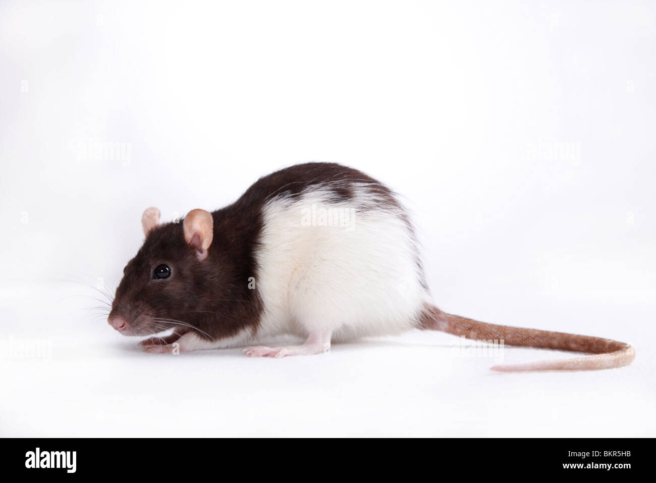 Ratte / rat Stock Photo - Alamy
