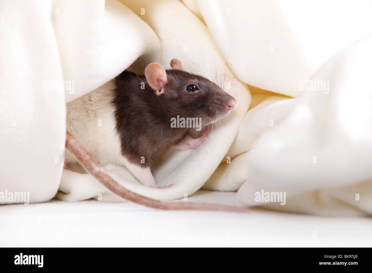 Ratte / rat Stock Photo - Alamy